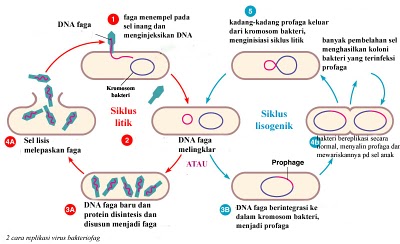 Bio's Sigat MD: Perkembangbiakan virus