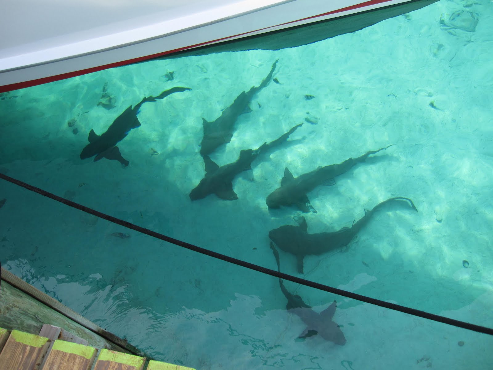 Following The Equator: Voyages of Equinox: Staniel Cay, once again!