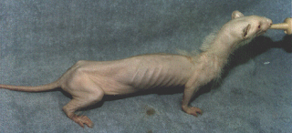 Environmental Destruction and Animal Mutation: Hairless Ferret