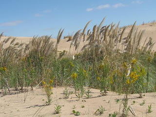 Verde Viento Jardinería Orgánica: Cortaderia selloana