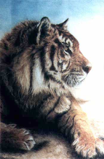 Tigrisek Birodalma: Bengáli Tigris