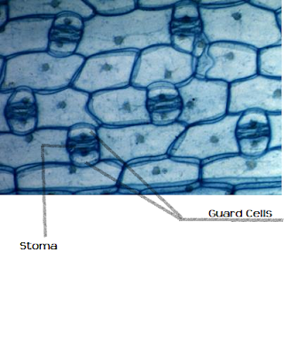 The Science Scoop: Stomatal Unit