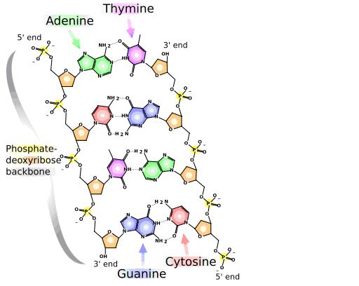 DNA: Major and minor grooves