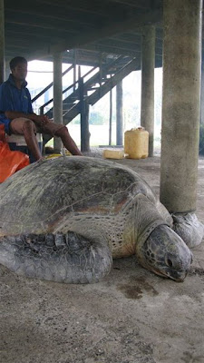 Malum Nalu: Turtle hunting in Papua New Guinea