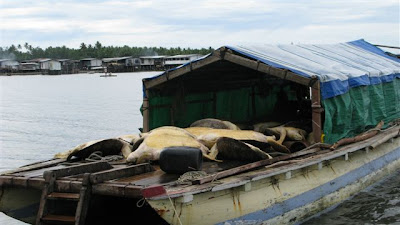 Malum Nalu: Turtle hunting in Papua New Guinea