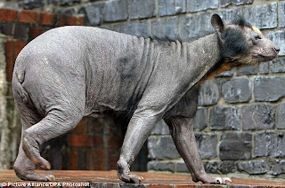 Amazing News for You: 5 Most Ugliest Bald Animals