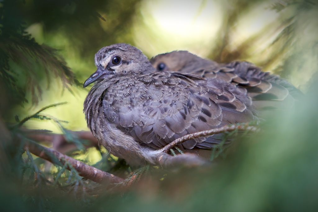 Indiana Birding and Nature