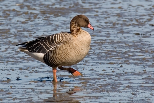 Boatbirder.com: January 2011
