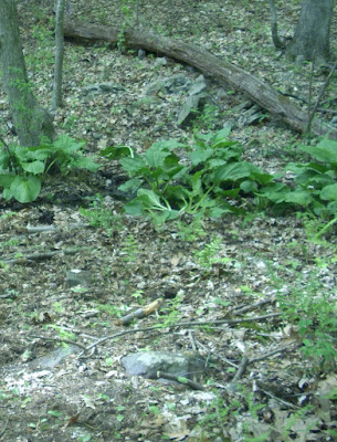 Paugussett State Forest - Upper Block: First Trail Braid