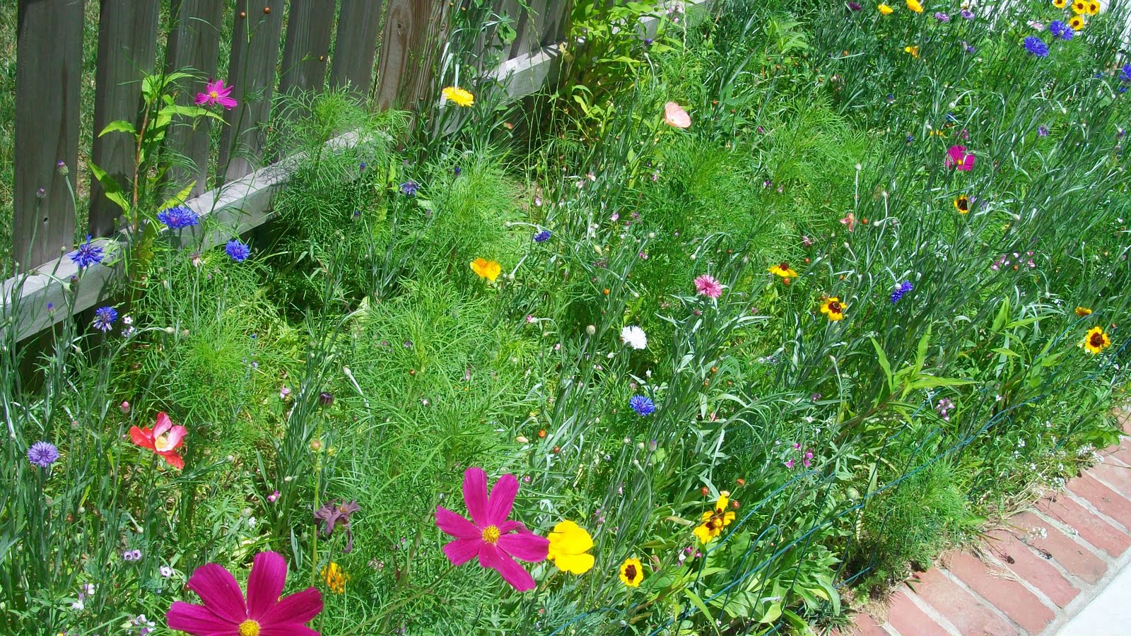 23+ Magnificent Wild Garden Design ~ Danielle Finch