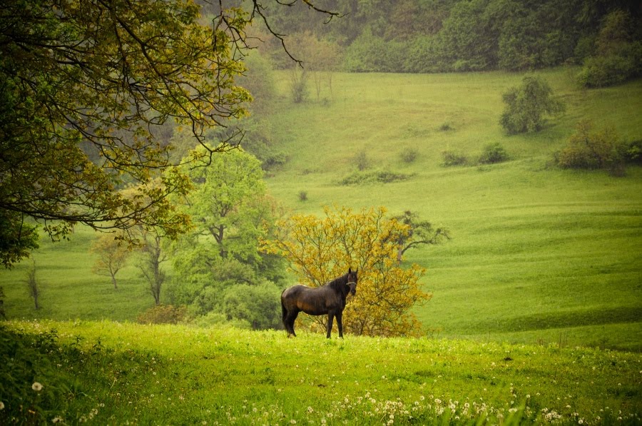 Sighisoara Transilvania - Partea 9 Pe dealuri - Dia's Blog - Dianora.ro