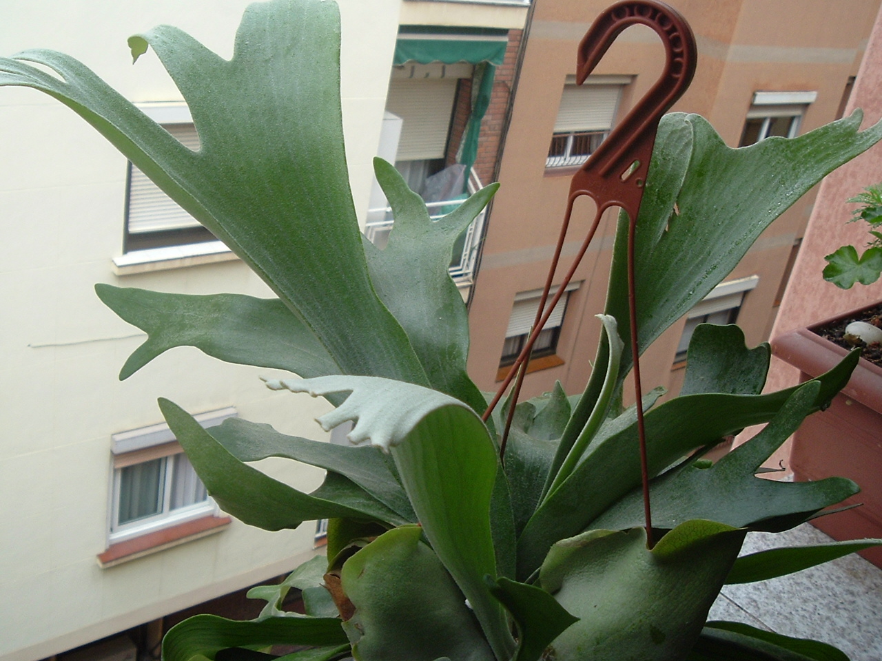 MIS PLANTAS TRUCOS Y CONSEJOS: MI CUERNO DE ALCE
