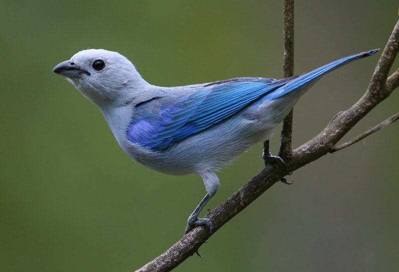 COLOMBIA Y SUS AVES: AZULEJOS