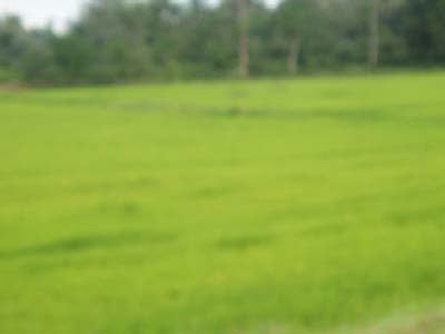 PHOTO BLOG: Litratong Pinoy - Luntian (Berde)