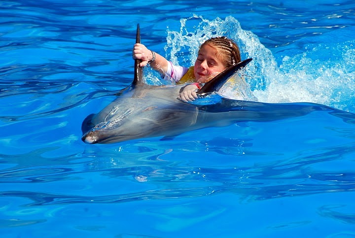 A and Bs: Riding a dolphin!!