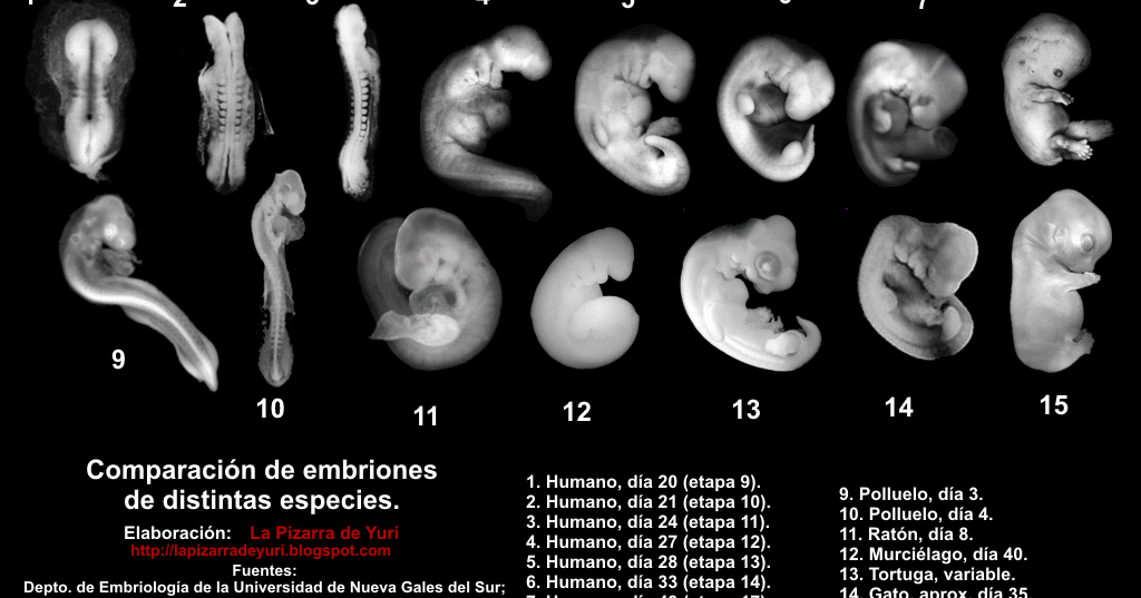 Educa al mundo: Fecundación