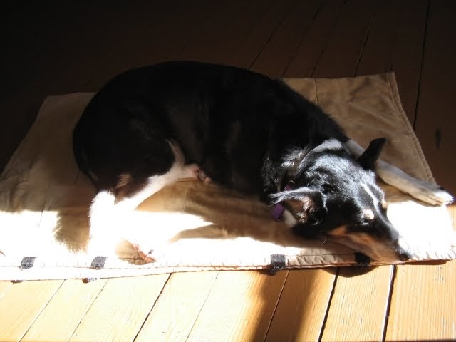 Rambling Moose: Border Collies can be Lousy Watch Dogs