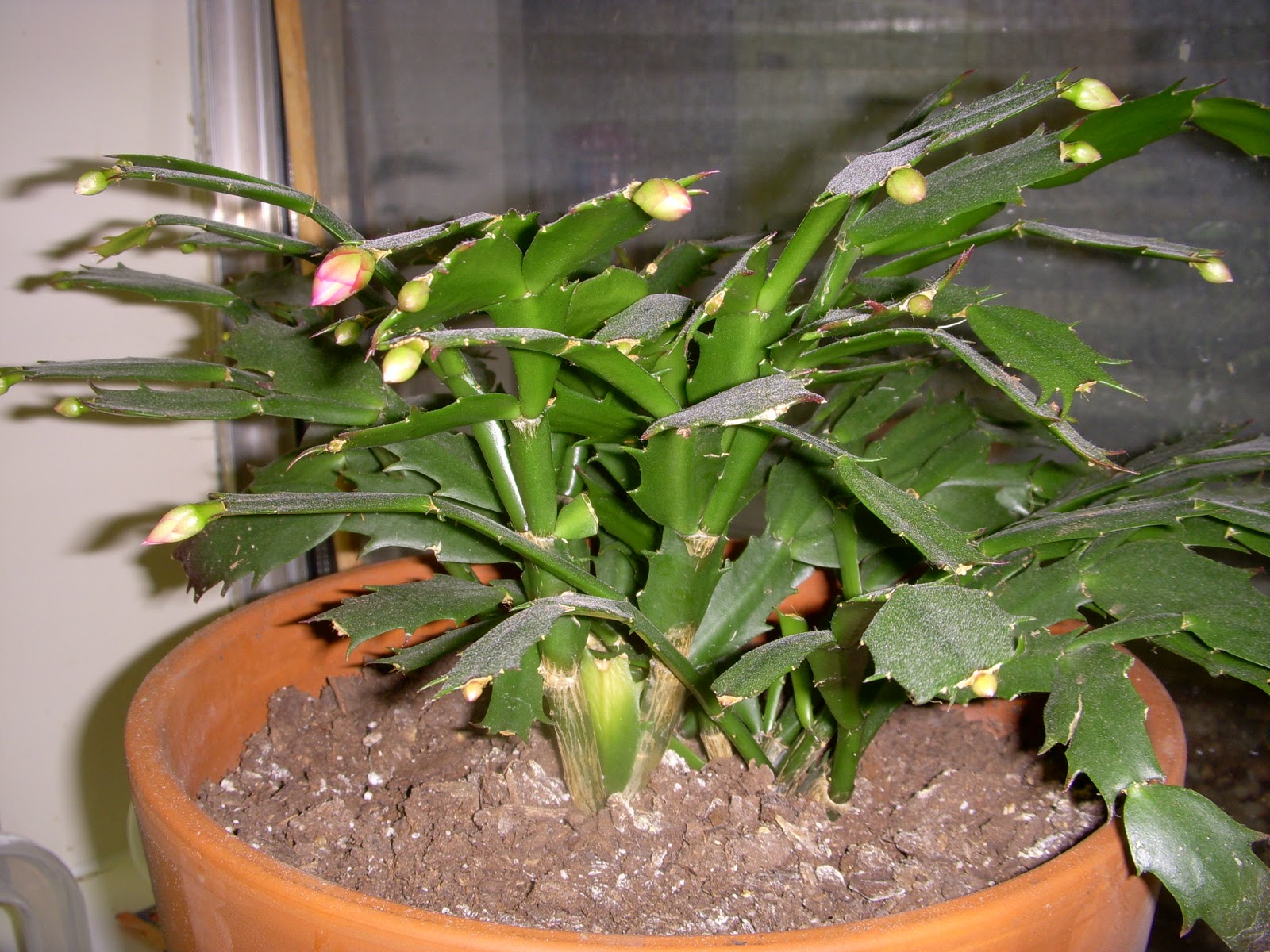Life, by Merry and Dave: The Christmas Cactus Blooms Again!