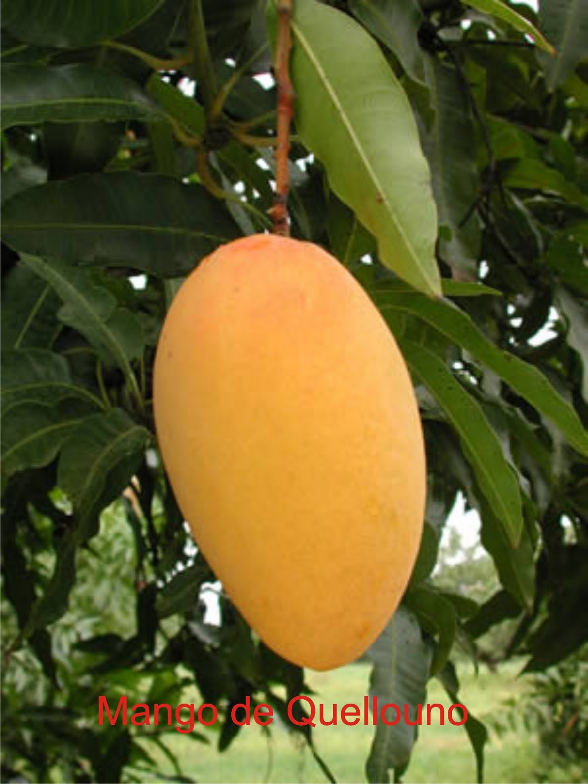 FRUTAS DE MI TIERRA: Mango