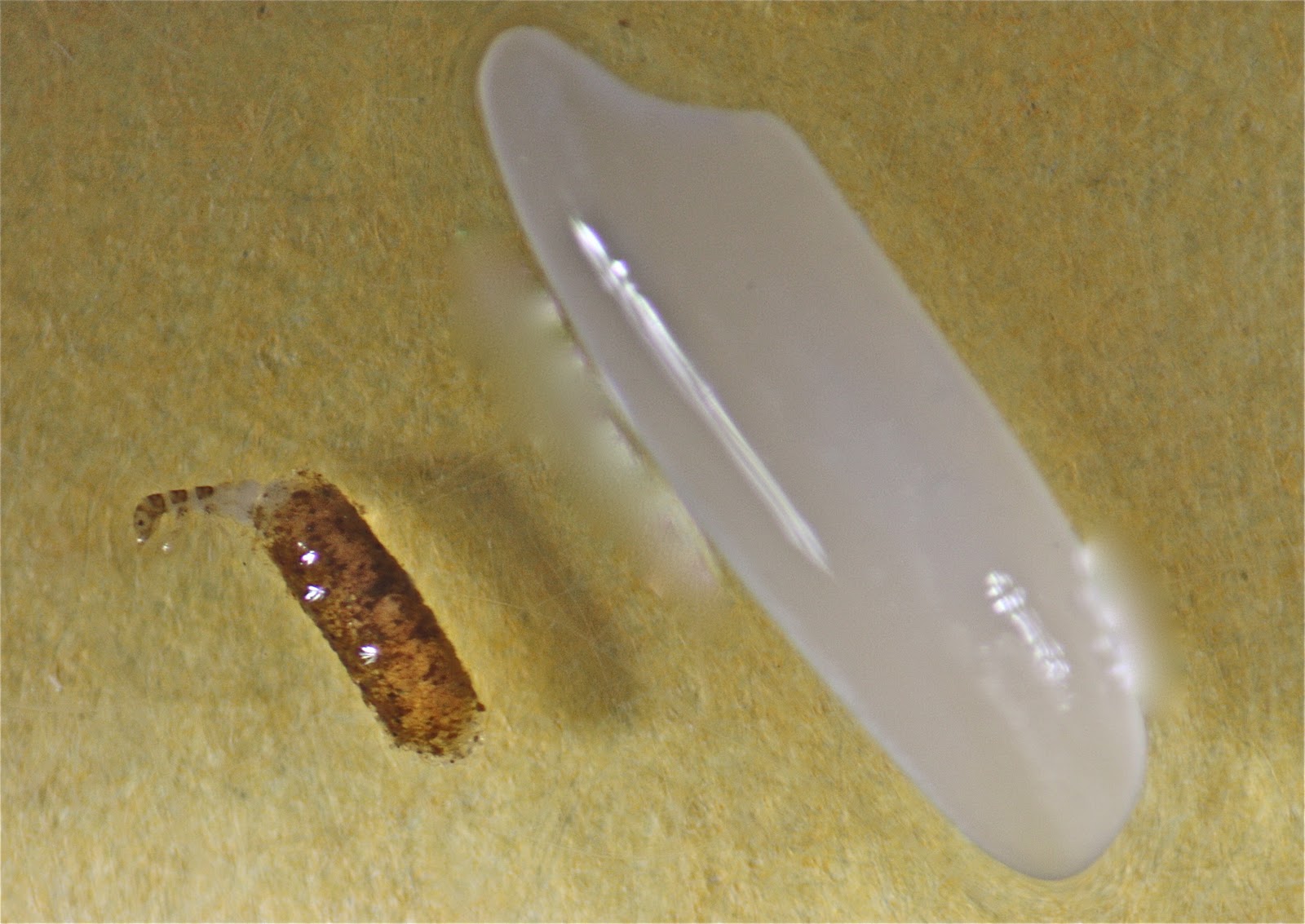 Aquatic Insects of Central Virginia: Micro Caddisflies (family ...