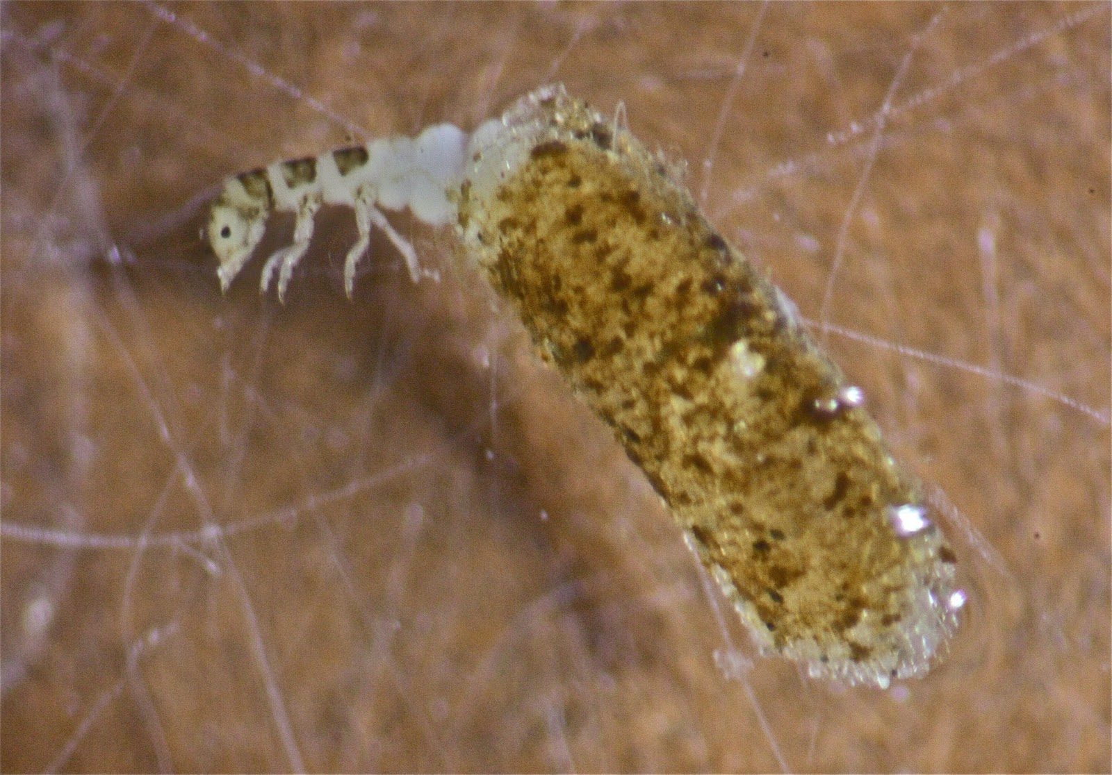 Aquatic Insects of Central Virginia: Micro Caddisflies (family ...