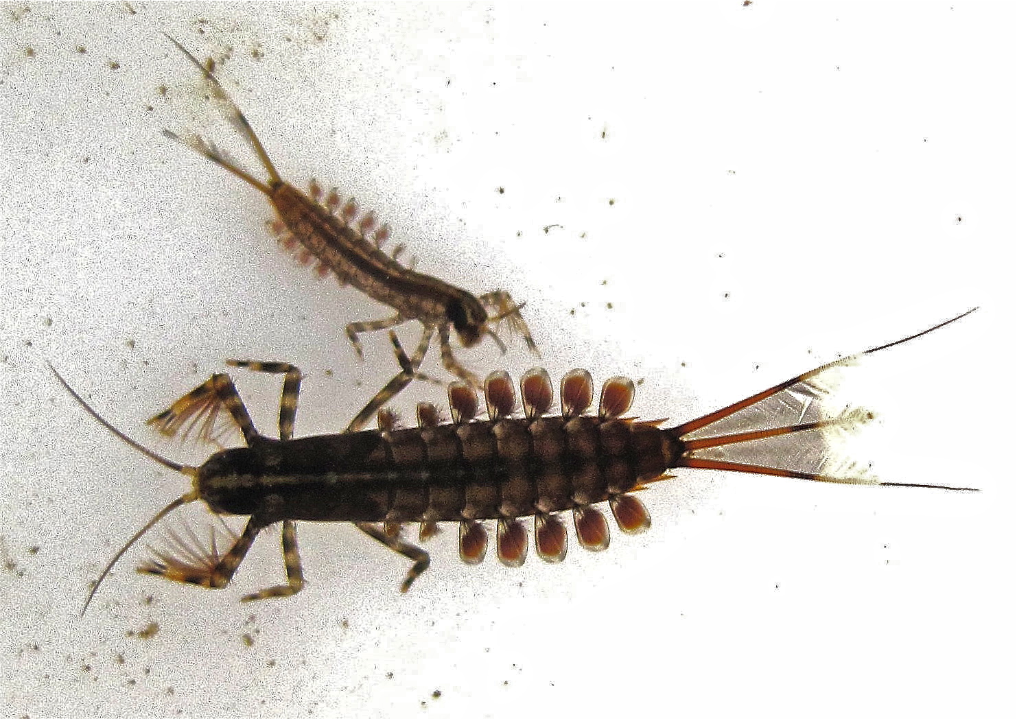 Aquatic Insects of Central Virginia: Stream Report: Powells Creek (near ...