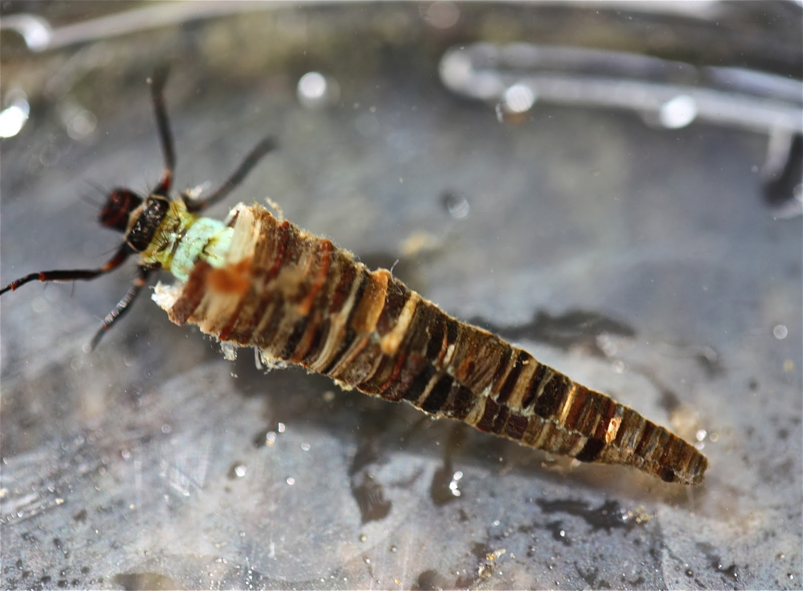Aquatic Insects of Central Virginia: Stream Report: The Rapidan River ...