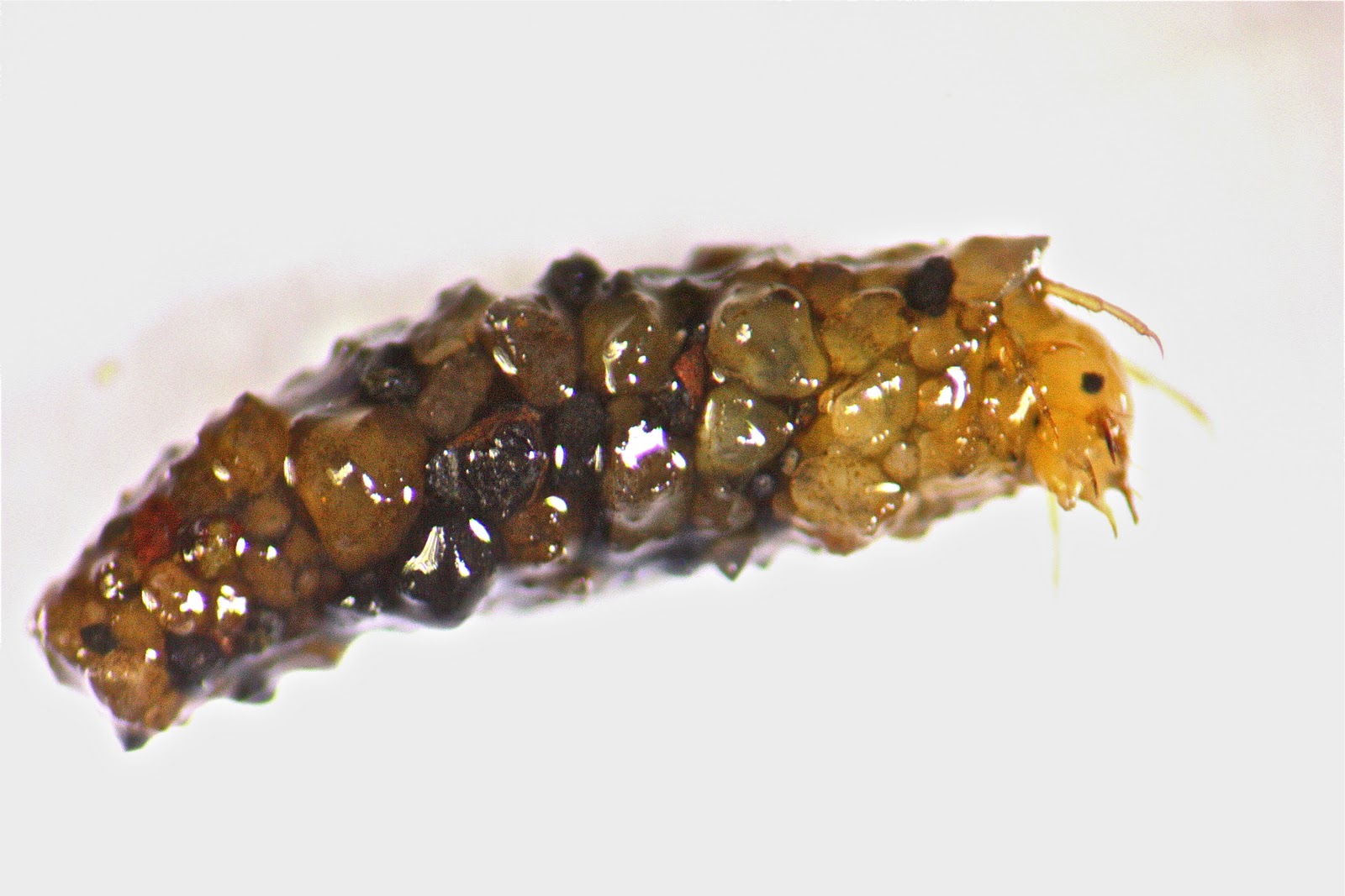 Aquatic Insects of Central Virginia: The "Long-horned Case Maker Caddis ...