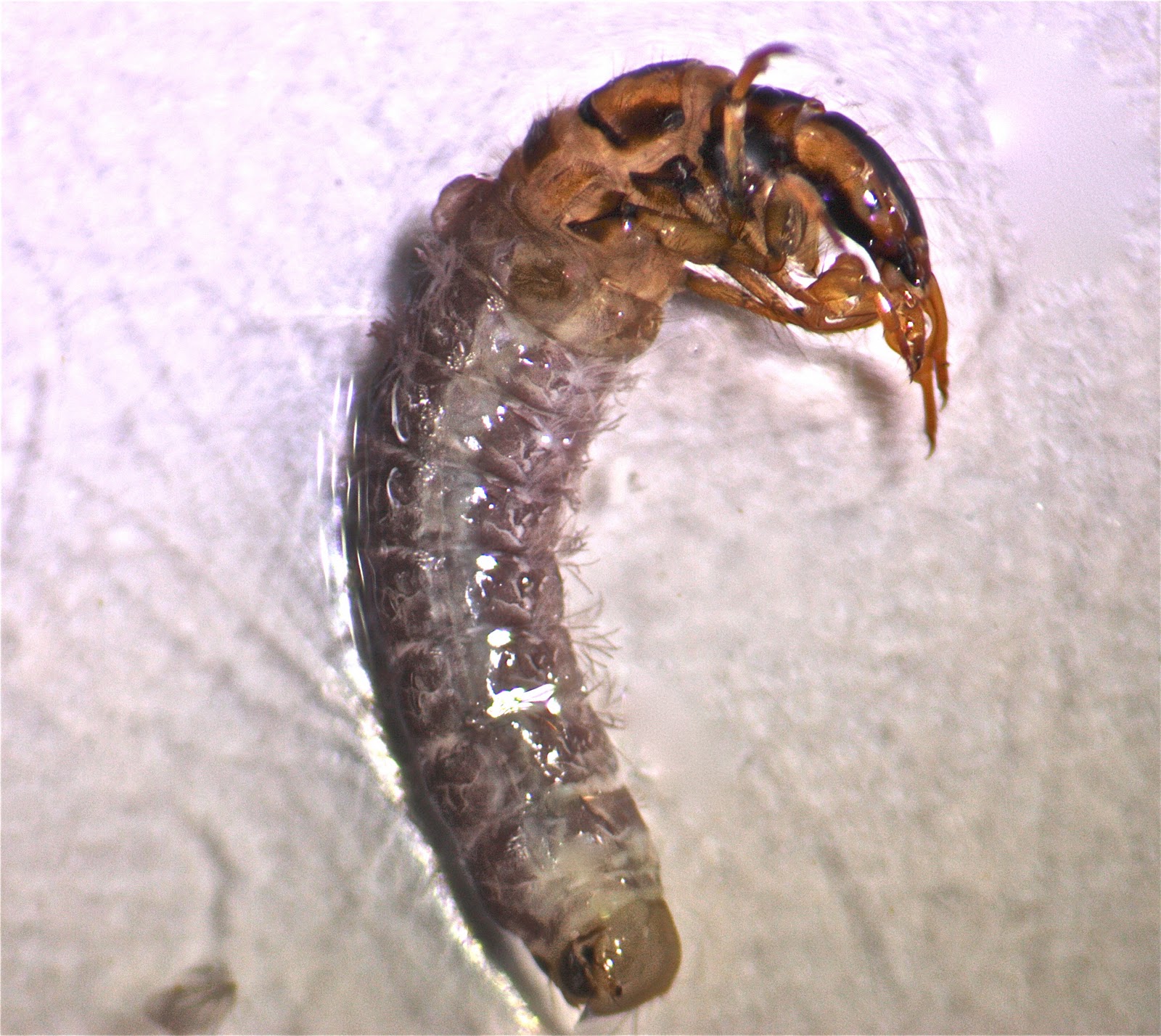 Aquatic Insects of Central Virginia: The "Strong Case-maker" Caddis ...