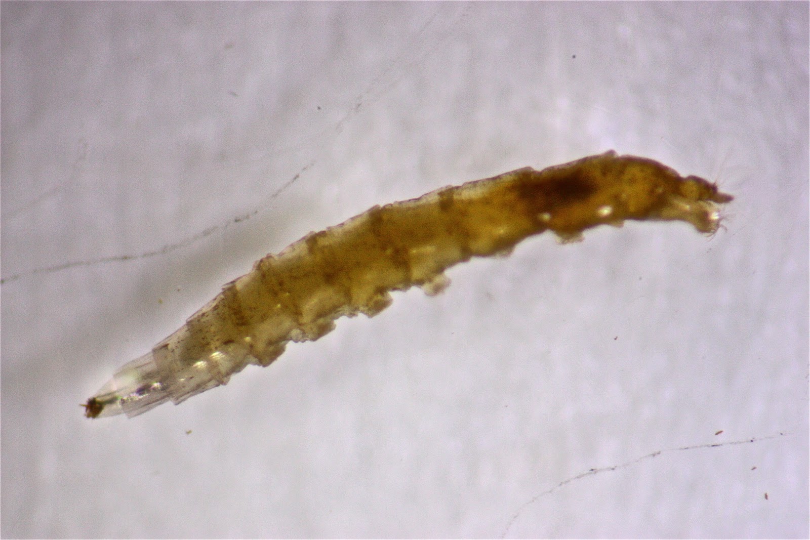 Aquatic Insects of Central Virginia: The "Other" Diptera (True Fly ...