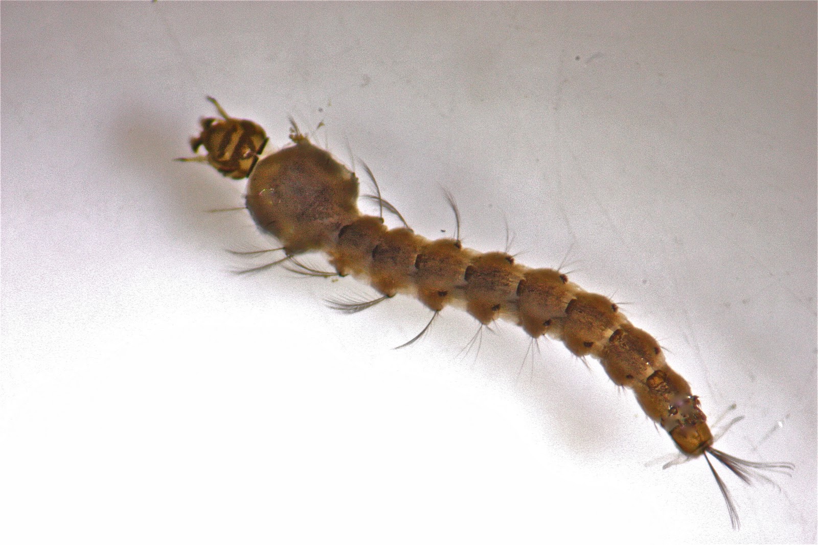 Aquatic Insects of Central Virginia: The "Other" Diptera (True Fly ...