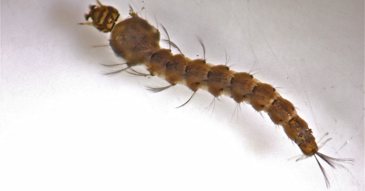 Empididae Larvae