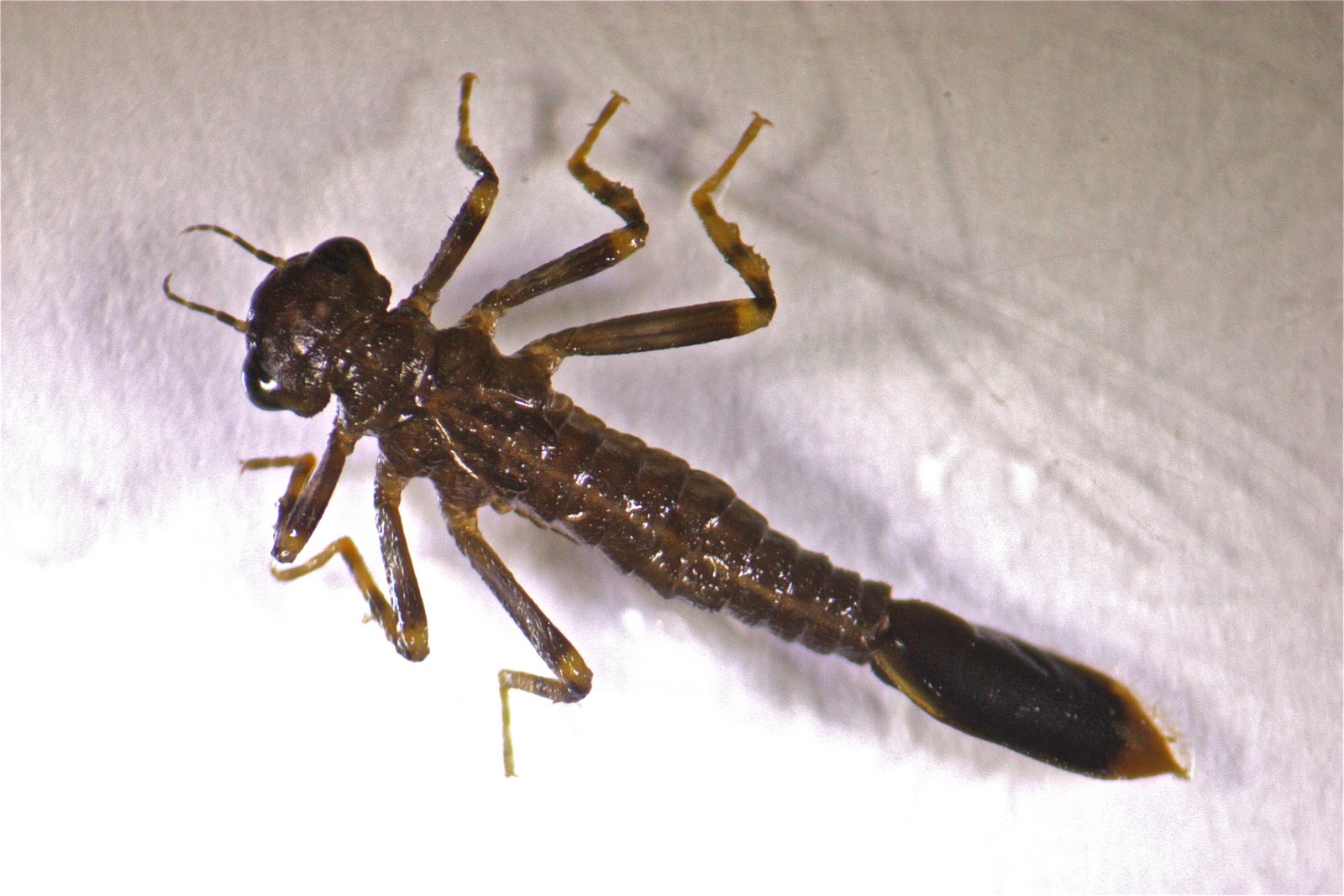 Aquatic Insects of Central Virginia: "Dragons and Damsels": Odonata, Pt ...