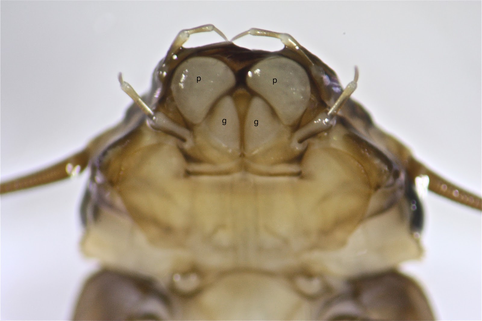 Aquatic Insects of Central Virginia: "Looking under the hood": labium ...