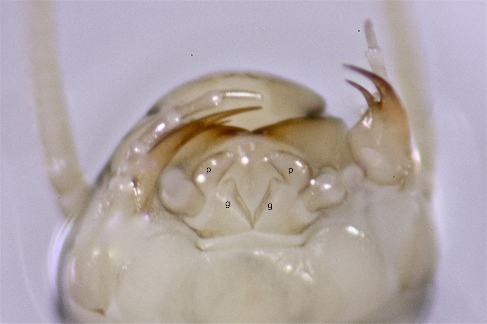 Aquatic Insects of Central Virginia: "Looking under the hood": labium ...