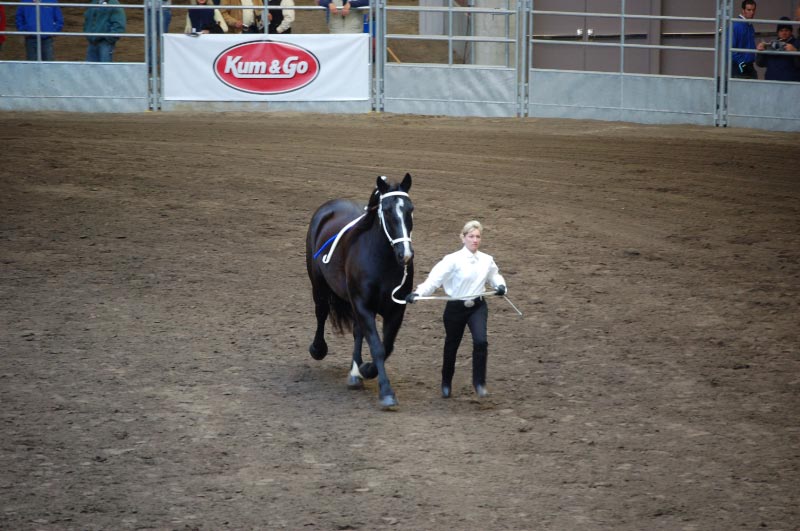 World Percheron Congress 2014: Gelding Halter Show & Results