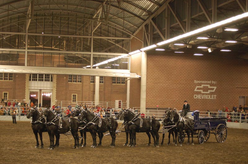 World Percheron Congress 2014: Saturday October 30th Performance Classes