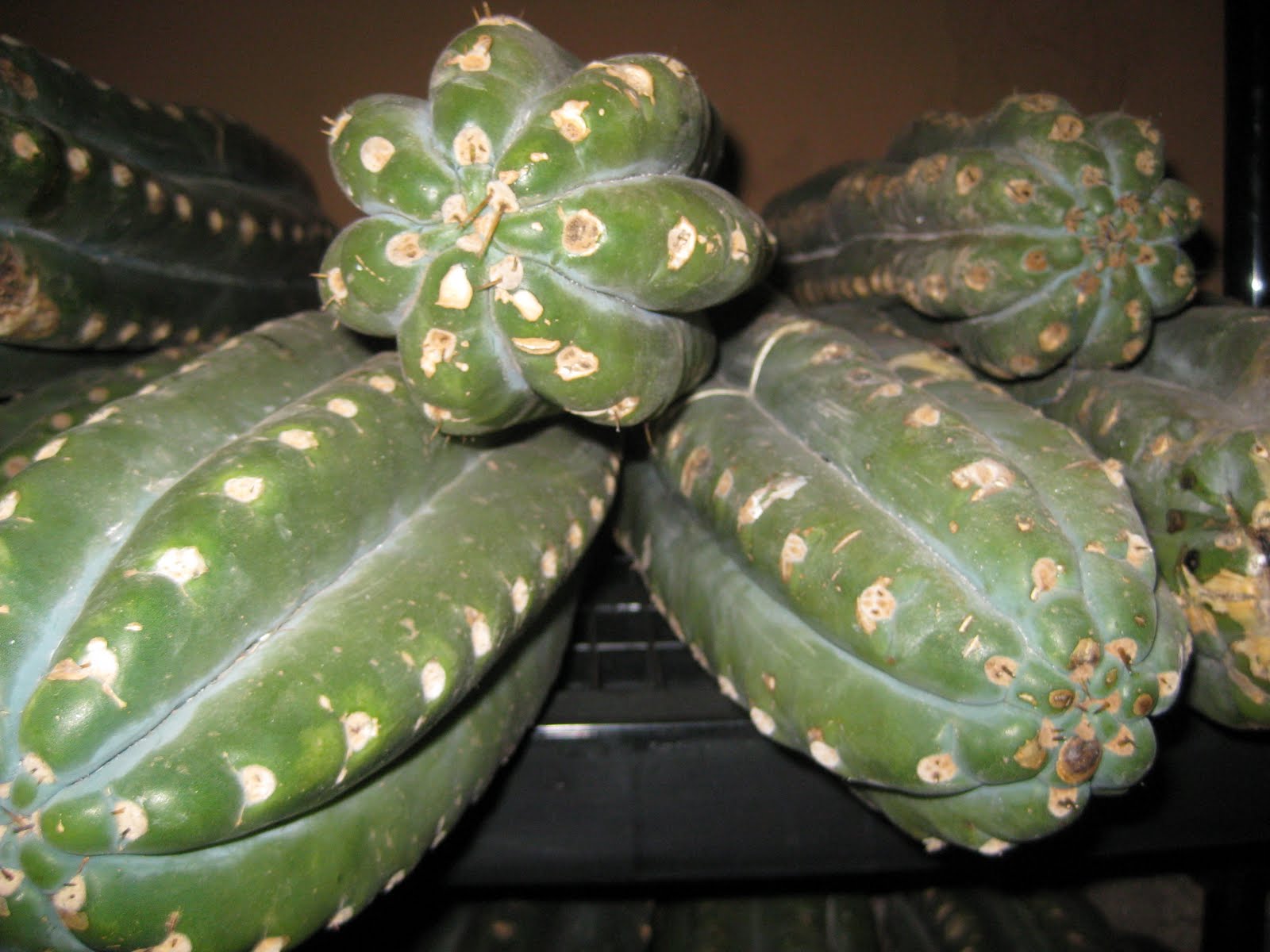 Adventures in Peru: San Pedro Cactus Ceremony