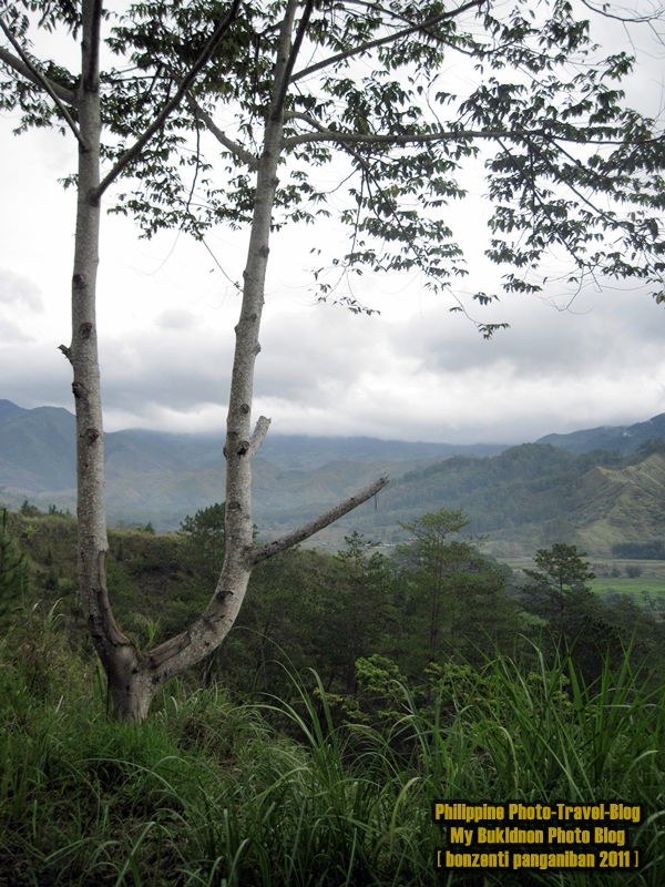 TUTU BEE PHOTOGRAPHY: Unique Trees at Provincial Tree Park-Malaybalay ...