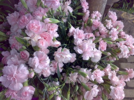 Terbaru 23+ Gambar Bunga Anyelir Ungu - Gambar Bunga Indah