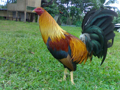 GameFowl Photography: Reds