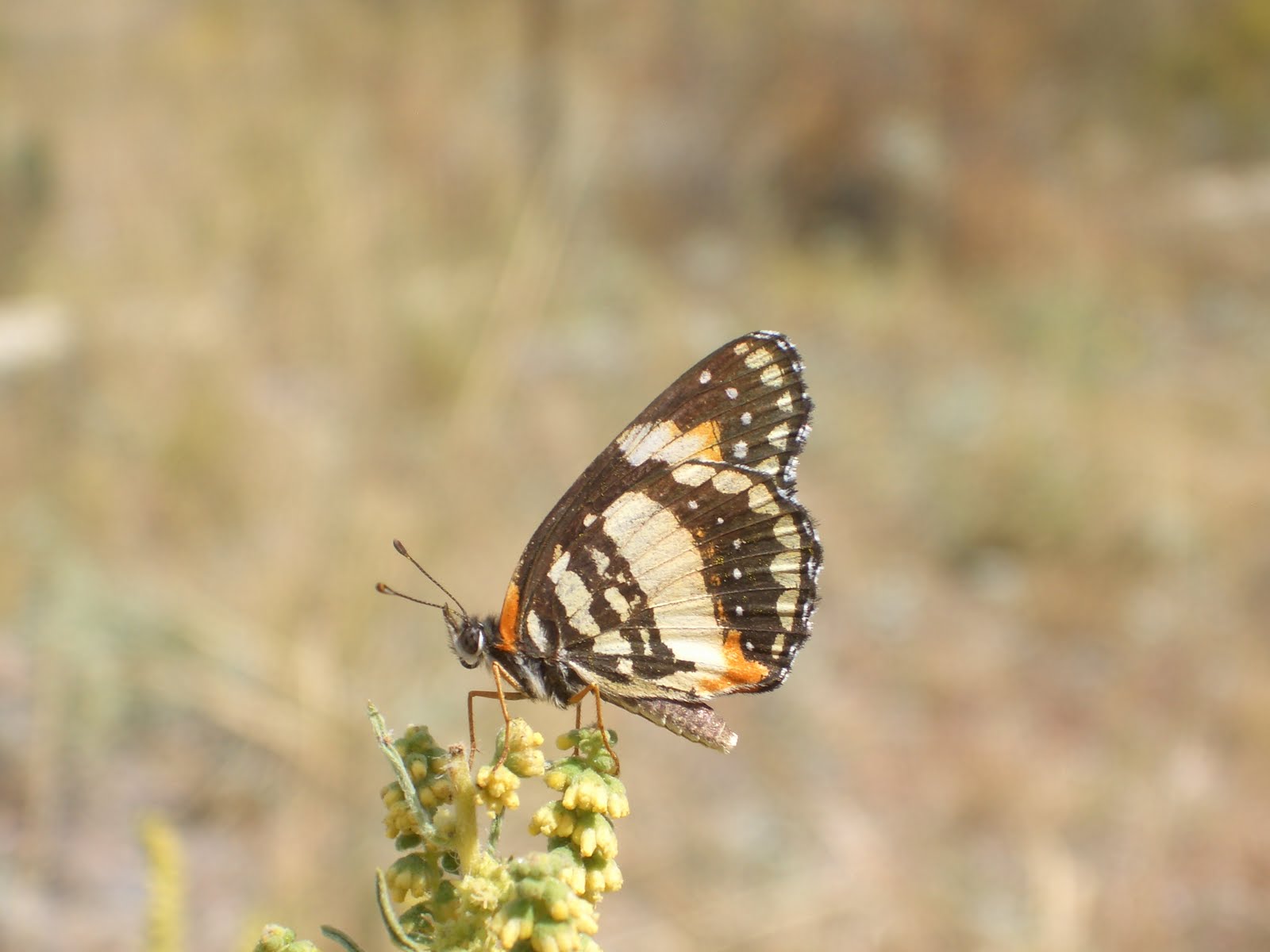 Big Bend - Texas Nature: October insects
