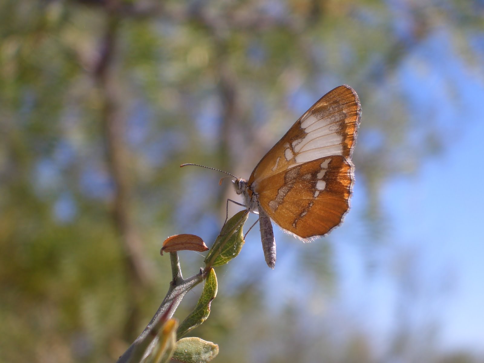 Big Bend - Texas Nature: October insects