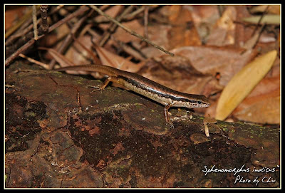 Life Discovery: Sphenomorphus indicus