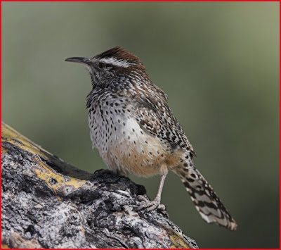 Arizona State Bird Cactus Wren Pictures | State Birds