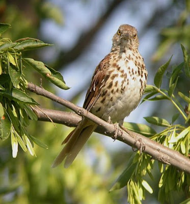 Georgia State Bird Brown Thrasher | State Birds
