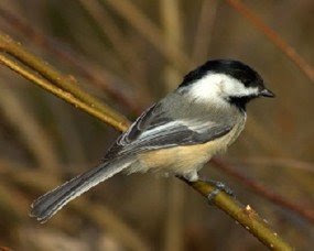 Massachusetts Bird Chickadee Pictures | State Birds