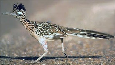 New Mexico Roadrunner Bird Pictures | State Birds