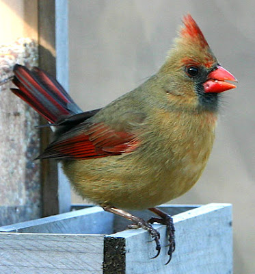 West Virginia Cardinal Bird Pictures | State Birds