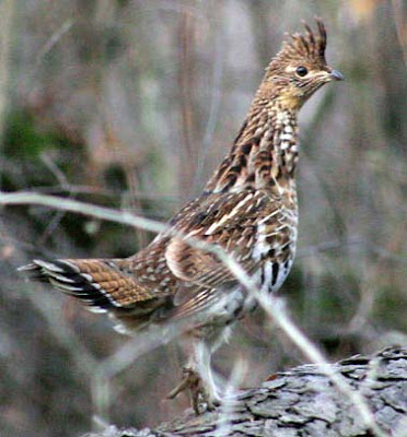 Pennsylvania Ruffed Grouse Bird Pictures | State Birds
